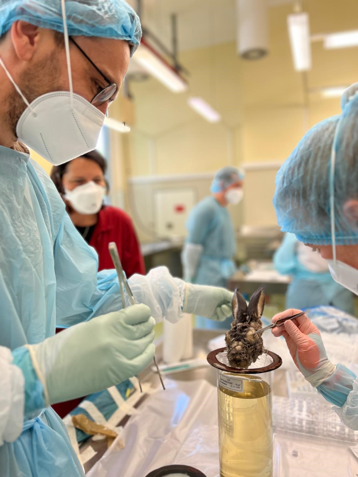 Tracing ancient pathogens in Vienna | HELMHOLTZ HIOH